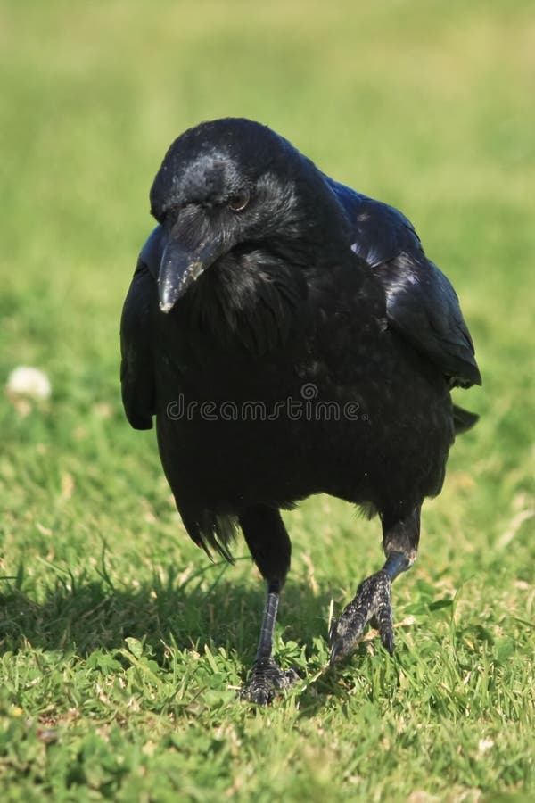 Cuervo Negro En Vuelo Con Las Alas Separadas Imagen de archivo - Imagen ...