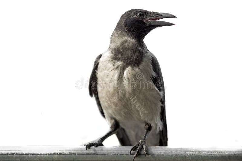 1,726 Perfil De Un Cuervo Fotos de stock - Fotos libres de regalías de ...