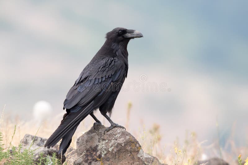 Cuervo Negro - Zwarte Kraai - Corvus Corone - Foto de archivo - Imagen ...