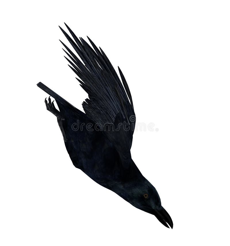 Cuervo o cuervo stock de ilustración. Ilustración de aves - 8085423