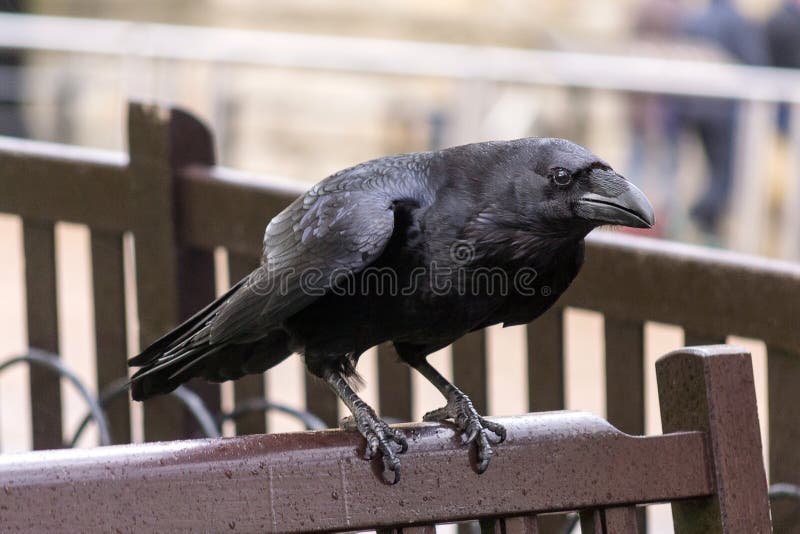 Cuervo Negro Aislado En El Fondo Blanco Imagen de archivo - Imagen de ...