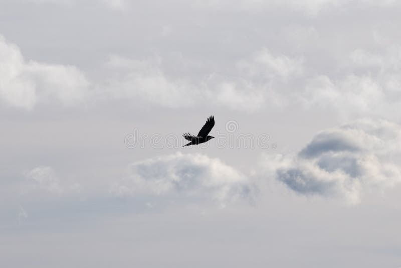 Cuervo Volando Entre Las Nubes Foto de archivo - Imagen de fauna ...