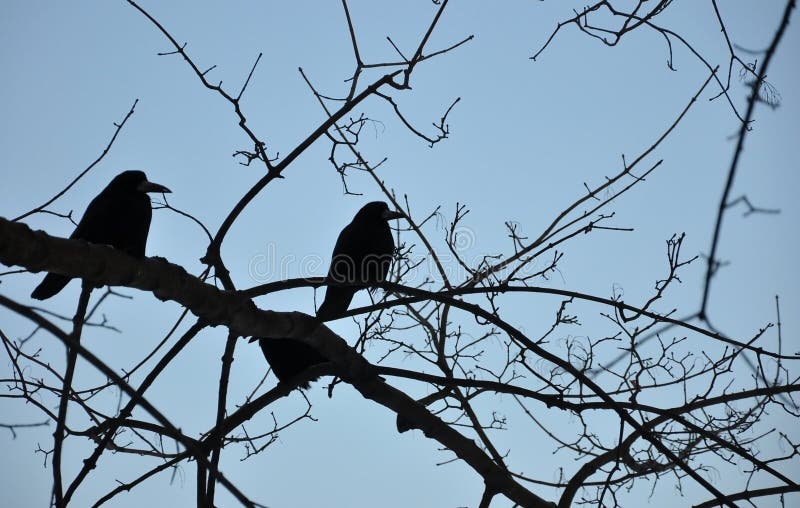 Cuervo Negro Con Las Plumas Brillantes En árbol De Abedul Blanco Foto ...