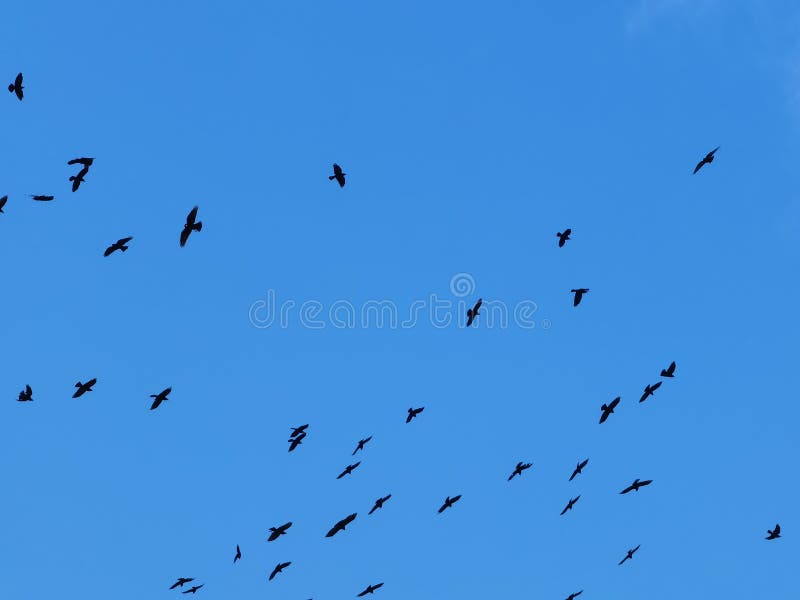 Cuervos Que Vuelan En Manadas En El Cielo Foto de archivo - Imagen de ...
