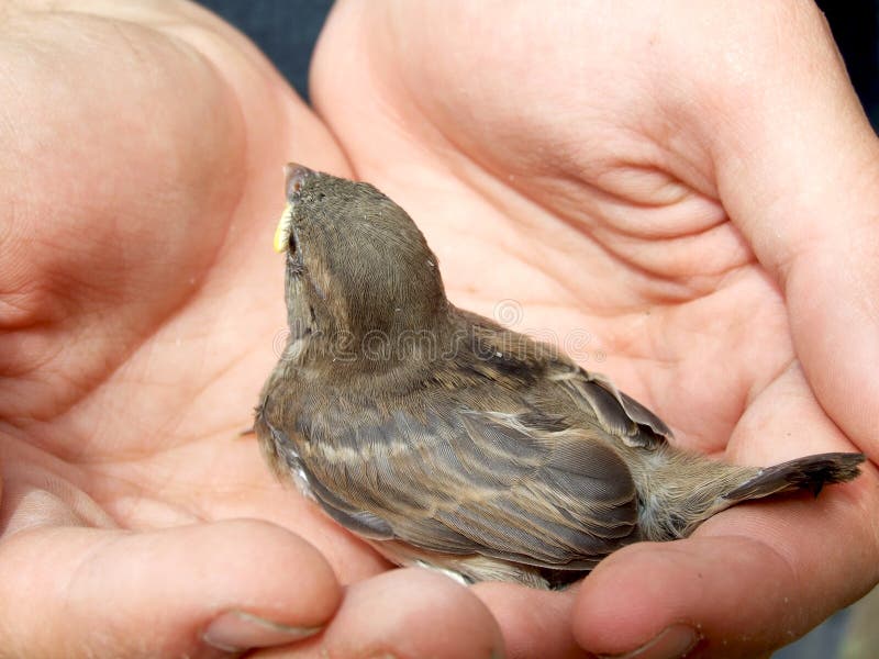 Pardal do bebê disponivel foto de stock. Imagem de delicado - 18161114