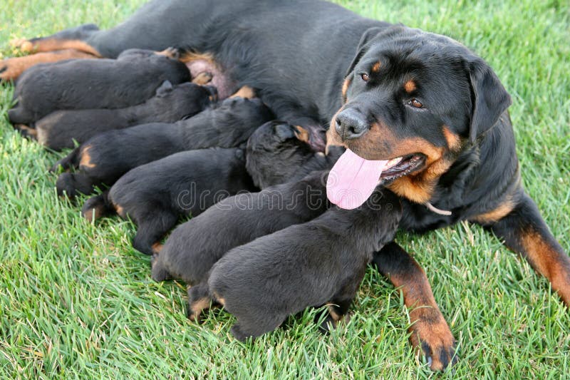 Cuidados Do Cão De Rottweiler Imagem de Stock - Imagem de canino ...