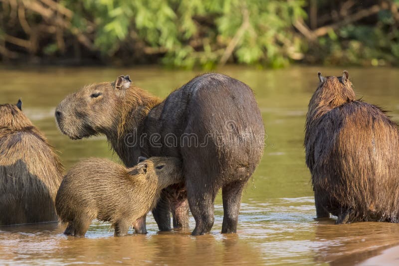 Cuidados Do Capybara Do Bebê No Rio Imagem de Stock - Imagem de ...