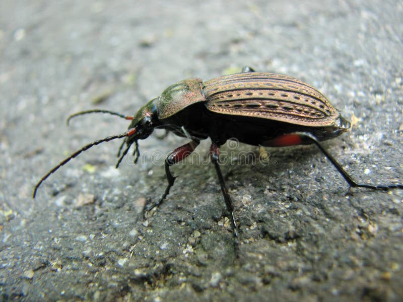 Cancellatus De Carabus (insecte De Couleur De Cuivre) Image stock ...
