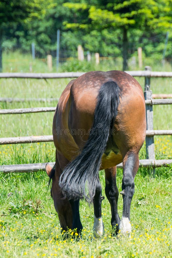 Cul de cheval photo stock. Image du animal, ferme, arrière - 95327502