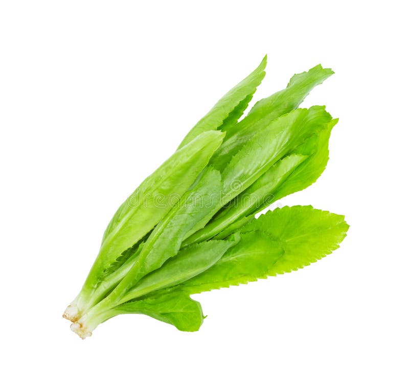 Sintético 97+ Foto Que Es El Culantro En Mexico El último