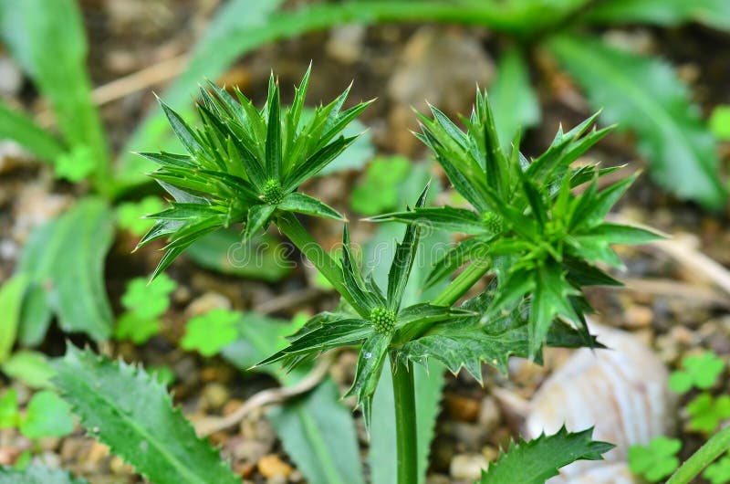 207 Stink Weed Stock Photos - Free & Royalty-Free Stock Photos from ...