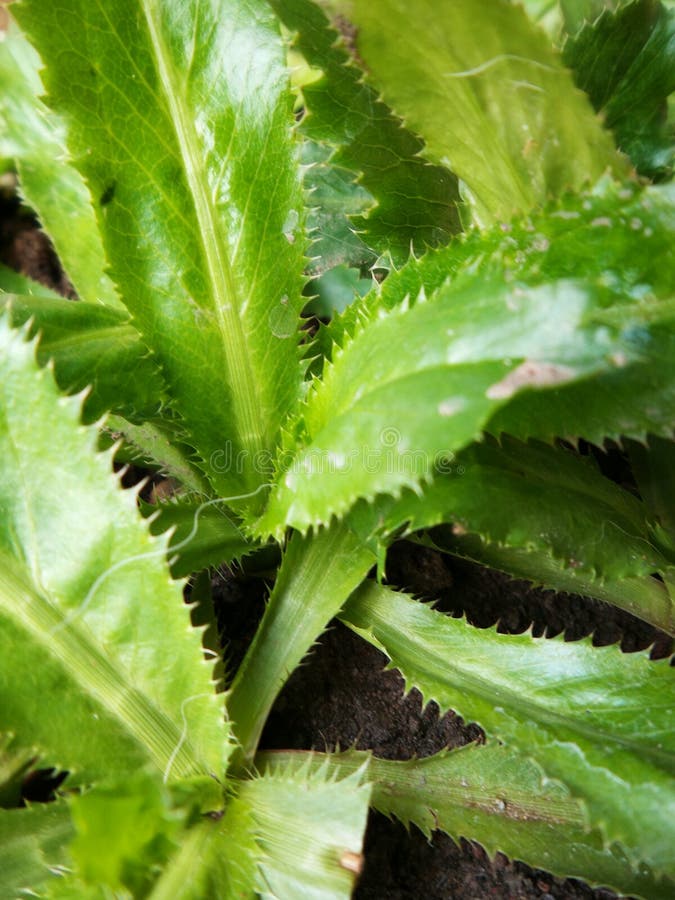 Culantro fresco imagen de archivo. Imagen de fresco, grupo - 36708141