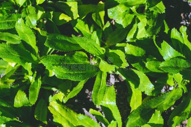 Culantro stock image. Image of green, flora, fitweed - 66245003
