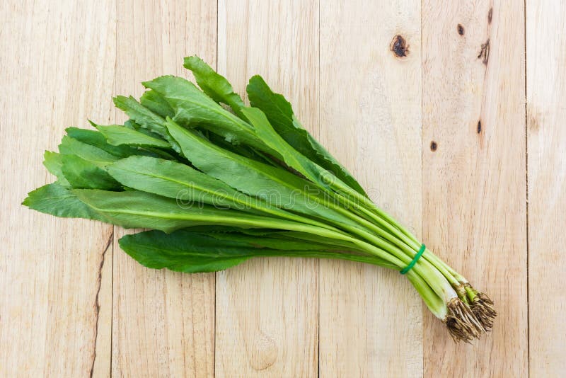 Culantro O El Coriandro Largo Se Va En El Fondo Blanco Imagen de ...