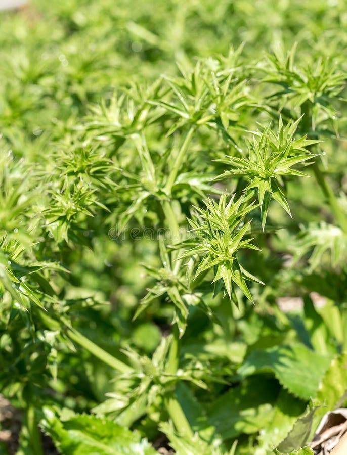 Culantro Tree or Long Coriander in the Vegetable Garden Stock Image ...