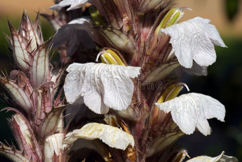 A Culatra Do Urso Ou O Cardo Da Montanha Foto de Stock - Imagem de ...