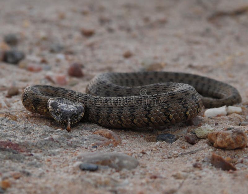 Culebra viperina stock photo. Image of seville, reptil - 74821884