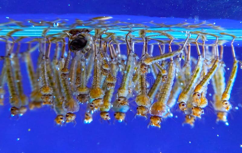 Culex Pipiens (the Common House Mosquito or Northern House Mosquito ...