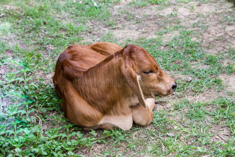 Newborn calf on foliage stock image. Image of green, baby - 39328593