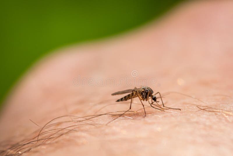 El Mosquito Succiona La Sangre De La Piel Humana Foto de archivo ...