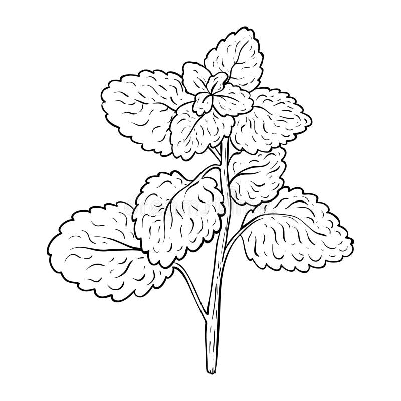 Culinary herbs doodle stock vector. Illustration of cook - 201857632