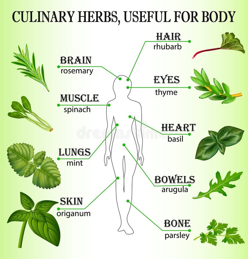 Culinary Herbs Useful for the Body Stock Vector - Illustration of food ...