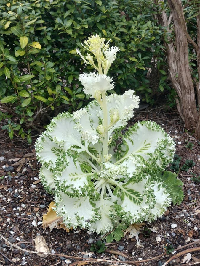 Culinary plant 1 stock photo. Image of culinary, spring - 142029564