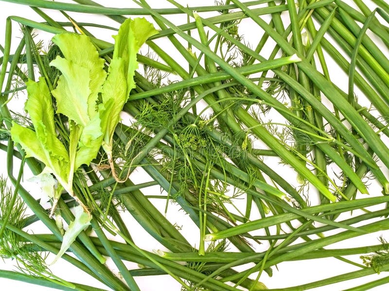 Culinary plants stock photo. Image of ingredient, shallot - 5671578