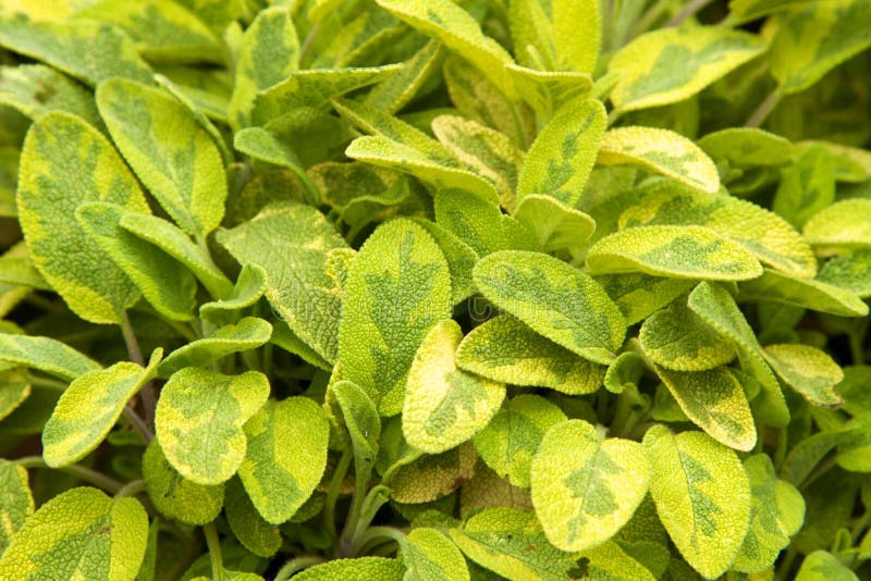 Culinary Sage stock image. Image of produce, diet, harvest - 26021431