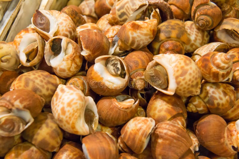 Culinária Crustácea Do Shell Dos Moluscos No Gelo Foto de Stock - Imagem de moluscos, guisado ...