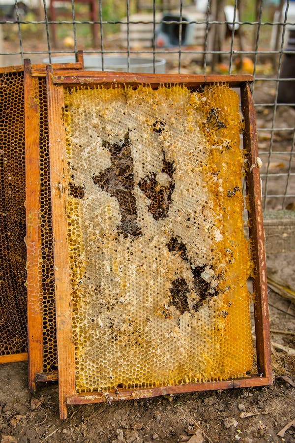 Culled Old Brood Frame from Honey Bee Hive with Wax Moth Tunnels and ...
