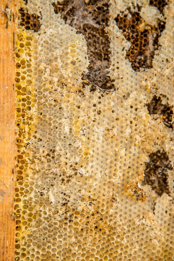 Culled Old Brood Frame from Honey Bee Hive with Wax Moth Tunnels and ...