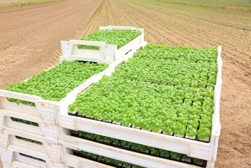 Cultivant, Agriculture, Plantation De Zone De Basilic Image stock ...