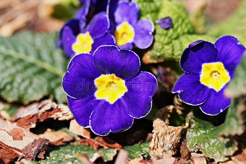 Primula Primula Cultivar Flores Foto de archivo - Imagen de rosa ...
