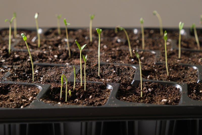 Cultivar Tomates De Semillas Paso a Paso. Paso 6 Brotan Muchos Brotes ...