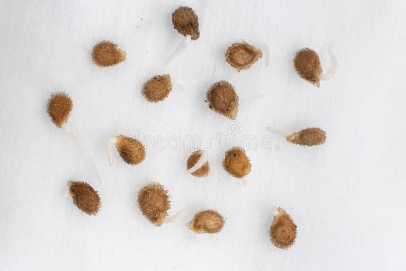 Cultivar Tomates De Semillas Paso a Paso. Paso 2 Que Han Brotado Las ...