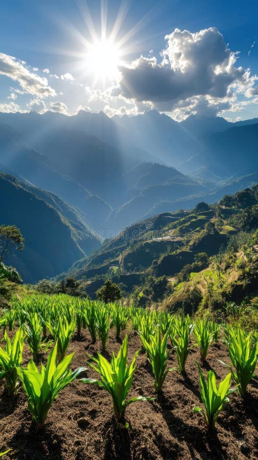 Cultivate Crops in Valley Sunlight and Mountain Range Perspective Theme ...