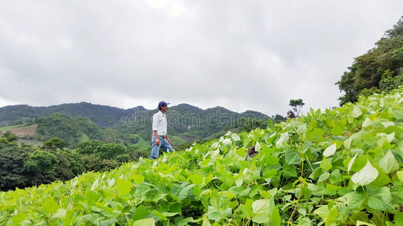 Cultivate in the mountain editorial photography. Image of poor - 96690927