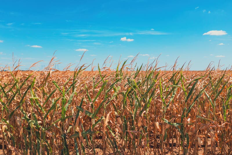 Maize Field in Autumn Light Stock Photo - Image of landscape, fall ...
