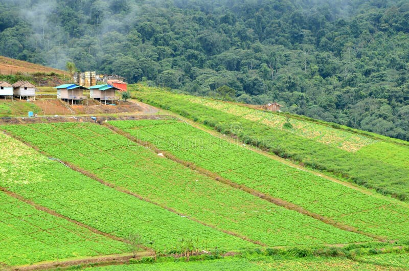 Cultivated area. stock photo. Image of part, hill, mist - 26022326