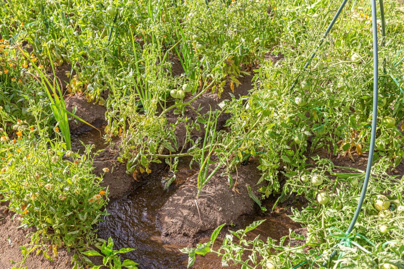 Cultivated Area with Natural Water Resources Stock Photo - Image of ...