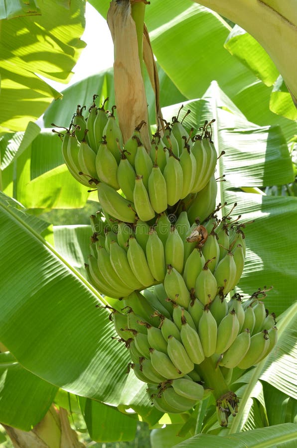 Cultivated Banana Fresh on the Tree Stock Image - Image of eating ...