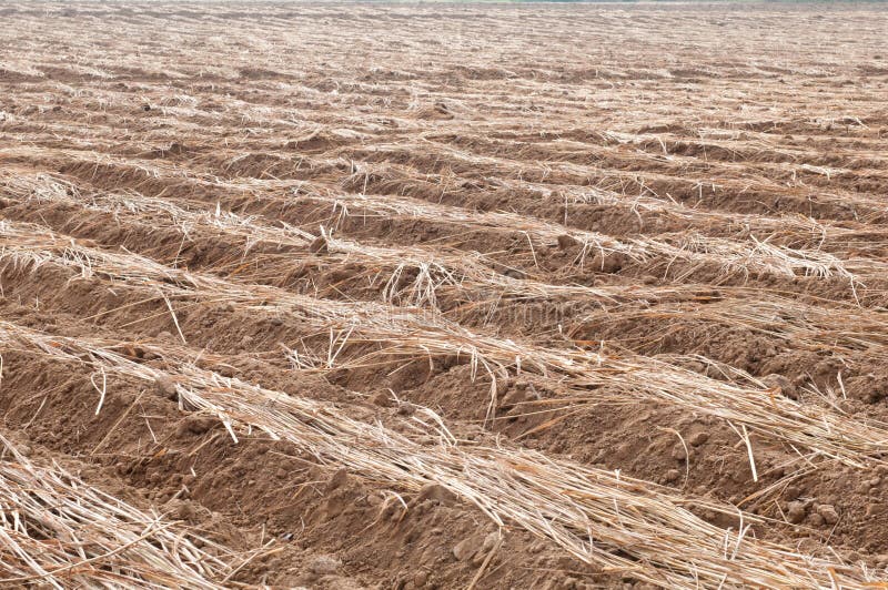 Cultivated Brown Dried Field Stock Photo - Image of natural, rural ...