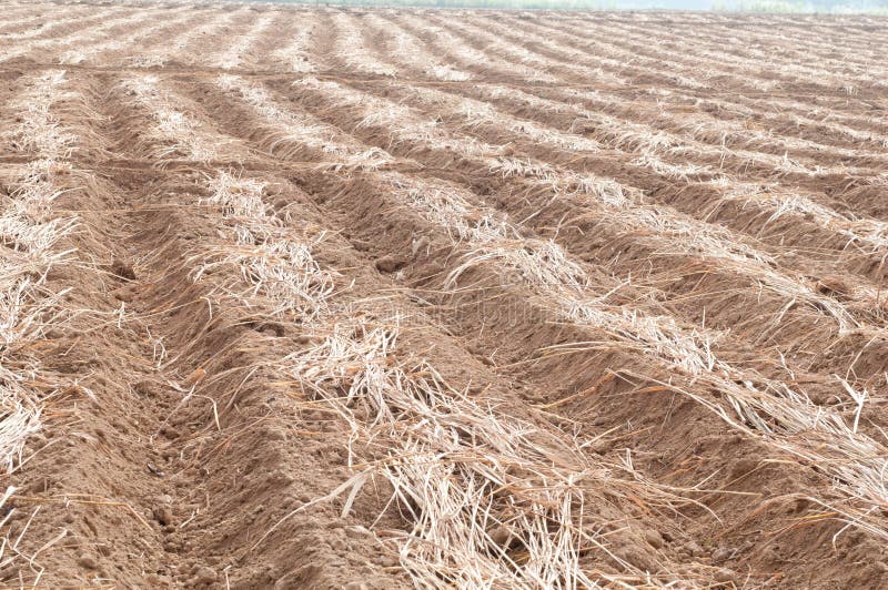 Cultivated Brown Dried Field Stock Photo - Image of natural, rural ...
