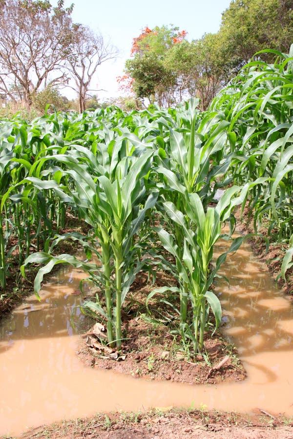 Cultivated corn stock photo. Image of crop, organic, biological - 76031466