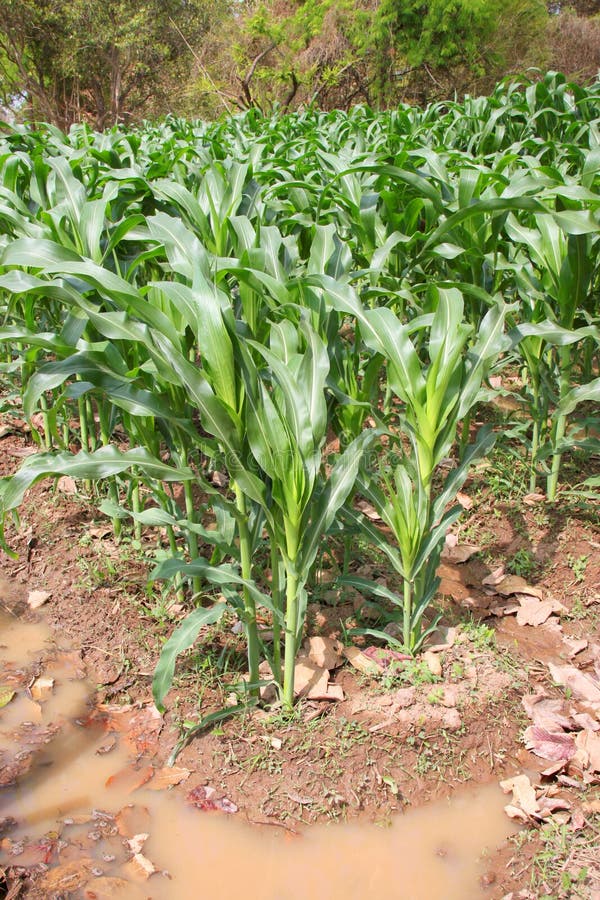 Cultivated corn stock photo. Image of soil, tropical - 76031474