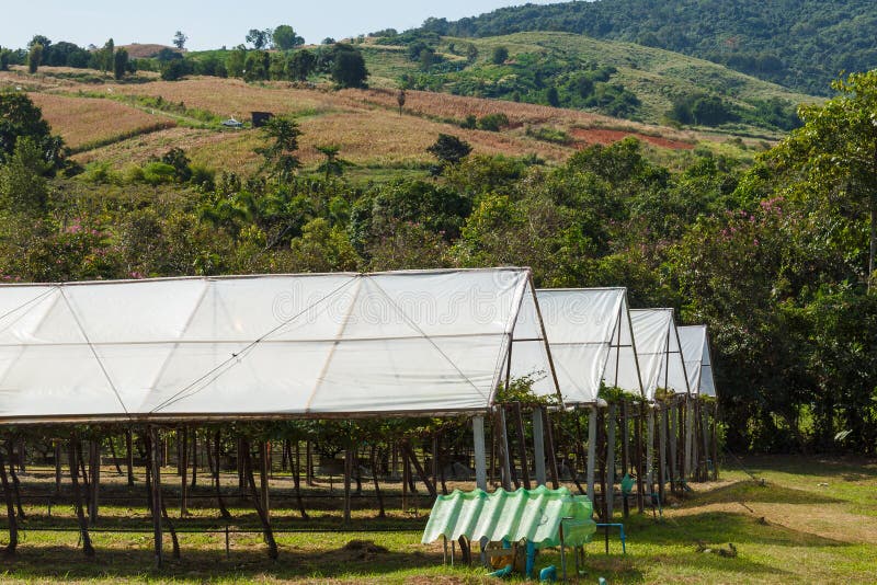 Cultivated farm of grape. stock image. Image of landscape - 66518541