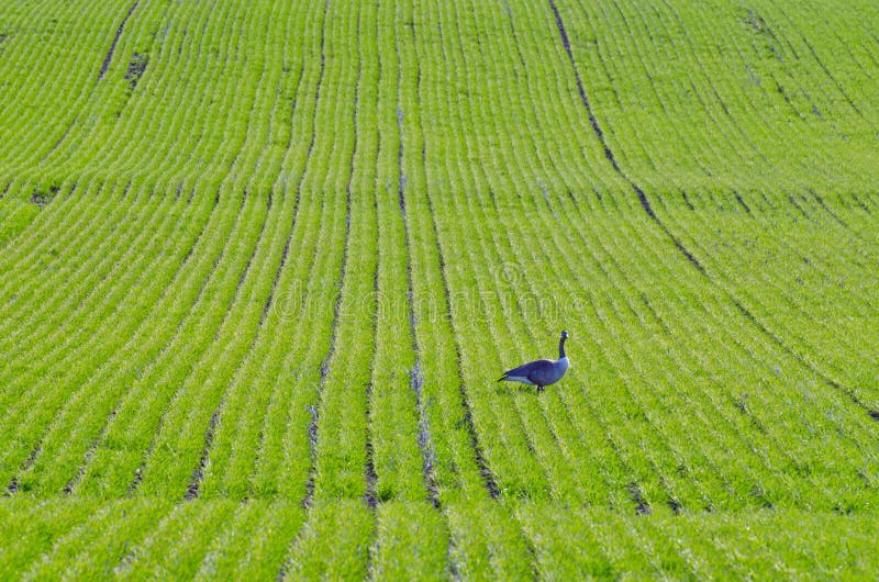 Cultivated farmers field stock photo. Image of stunning - 49723064