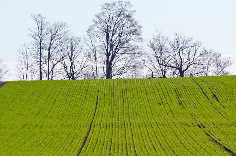 Cultivated farmers field stock photo. Image of rural - 56248318