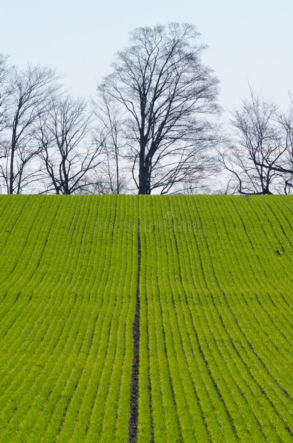 Cultivated farmers field stock image. Image of fresh - 63371373
